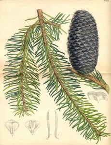 Abies religiosa: Sistemática, Etimología, Hábitat, Cultivo...