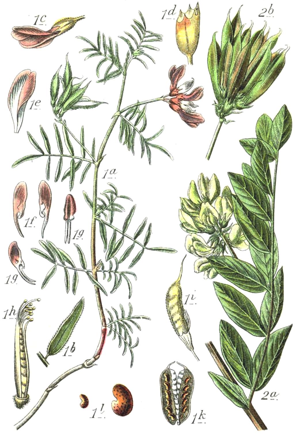 Astragalus propinquus: Systematics, Habitat, Cultivation