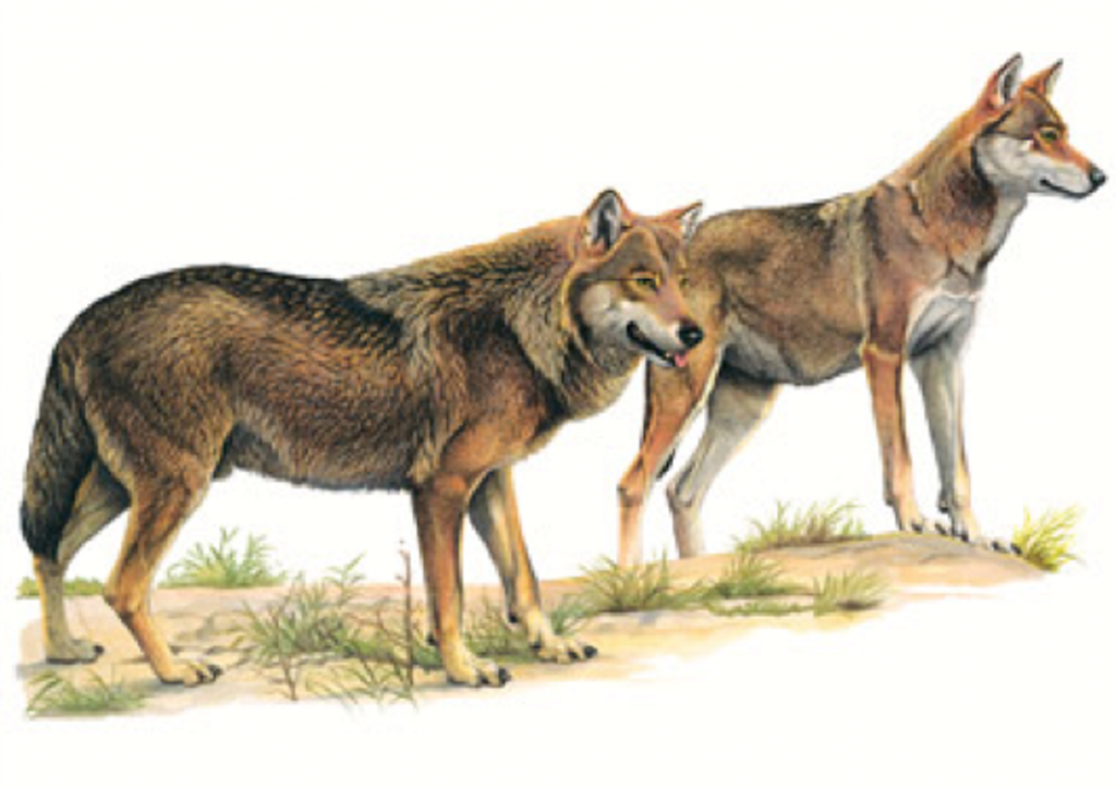Canis lupus: Sistematica, Habitat, Biologia, Ruolo Ecologico ...