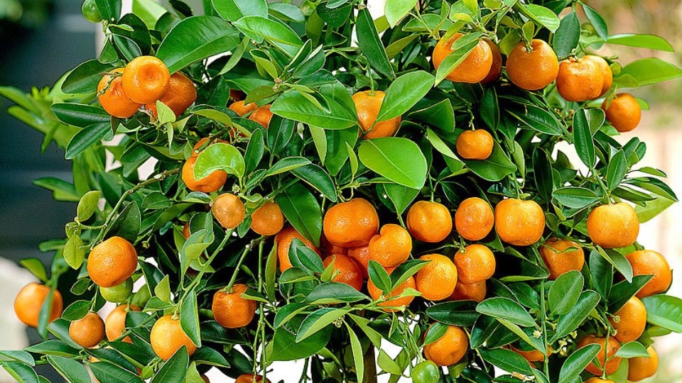 Citrus × microcarpa: Systematics, Etymology, Habitat, Cultivation
