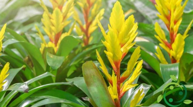 How to grow Vriesea: substrate, fertilization, watering ...