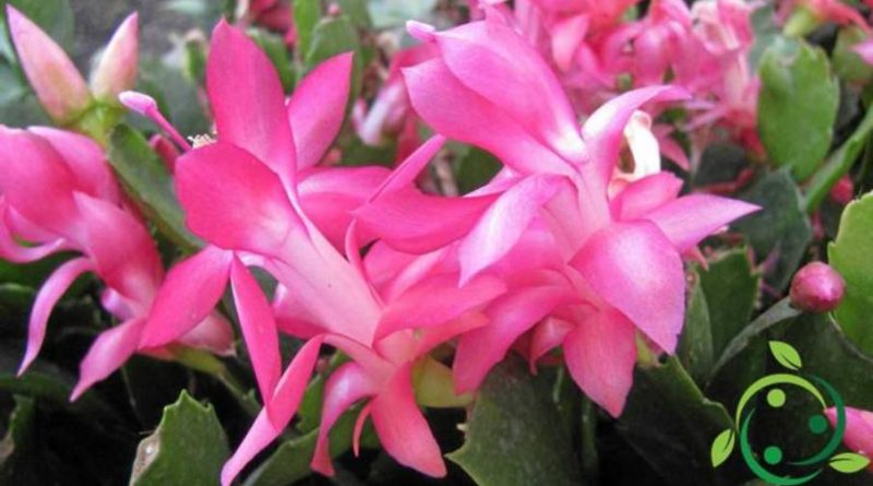 How to grow Zygocactus: substrate, irrigation, fertilizers ...