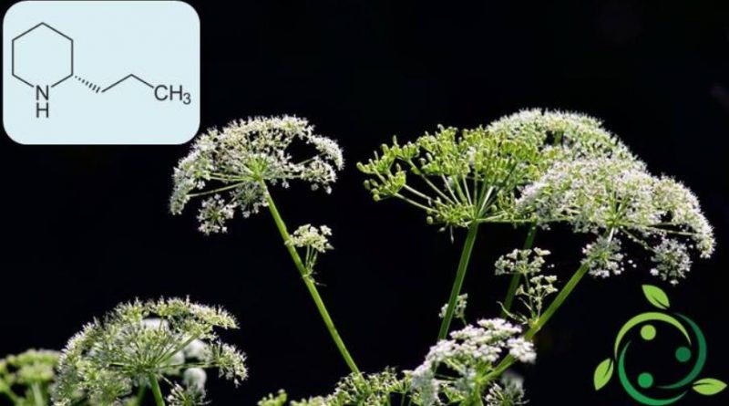 Coniina: fórmula, propiedades, mecanismo de acción, advertencias