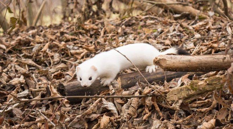 Mustela erminea: Systematics, Habitat, Biology, Ecological Role