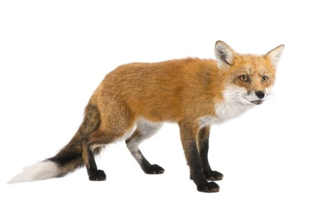 Vulpes vulpes: Systematics, Habitat, Biology, Ecological Role ...