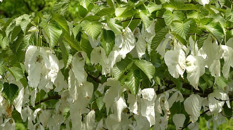 Davidia involucrata: Sistematica, Etimologia, Habitat, Coltivazione ...