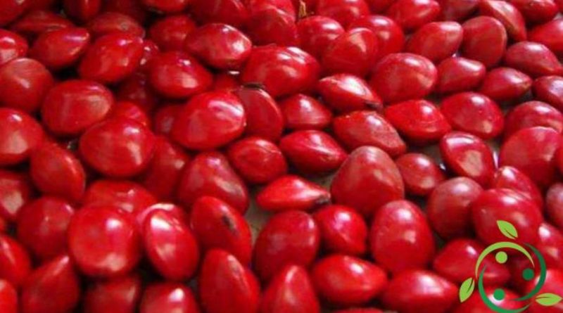 Abrina: composizione, proprietà, tossicità, avvelenamento ...