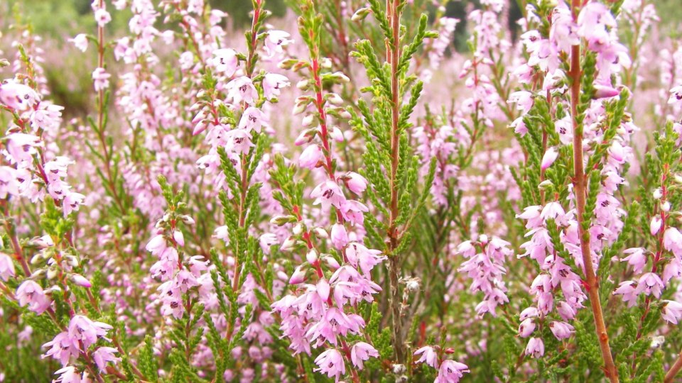 Calluna vulgaris: Sistematica, Etimologia, Habitat, Coltivazione ...