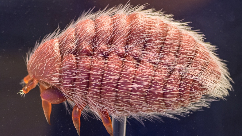 Dactylopius coccus: Systematics, Habitat, Life cycle, Ecology