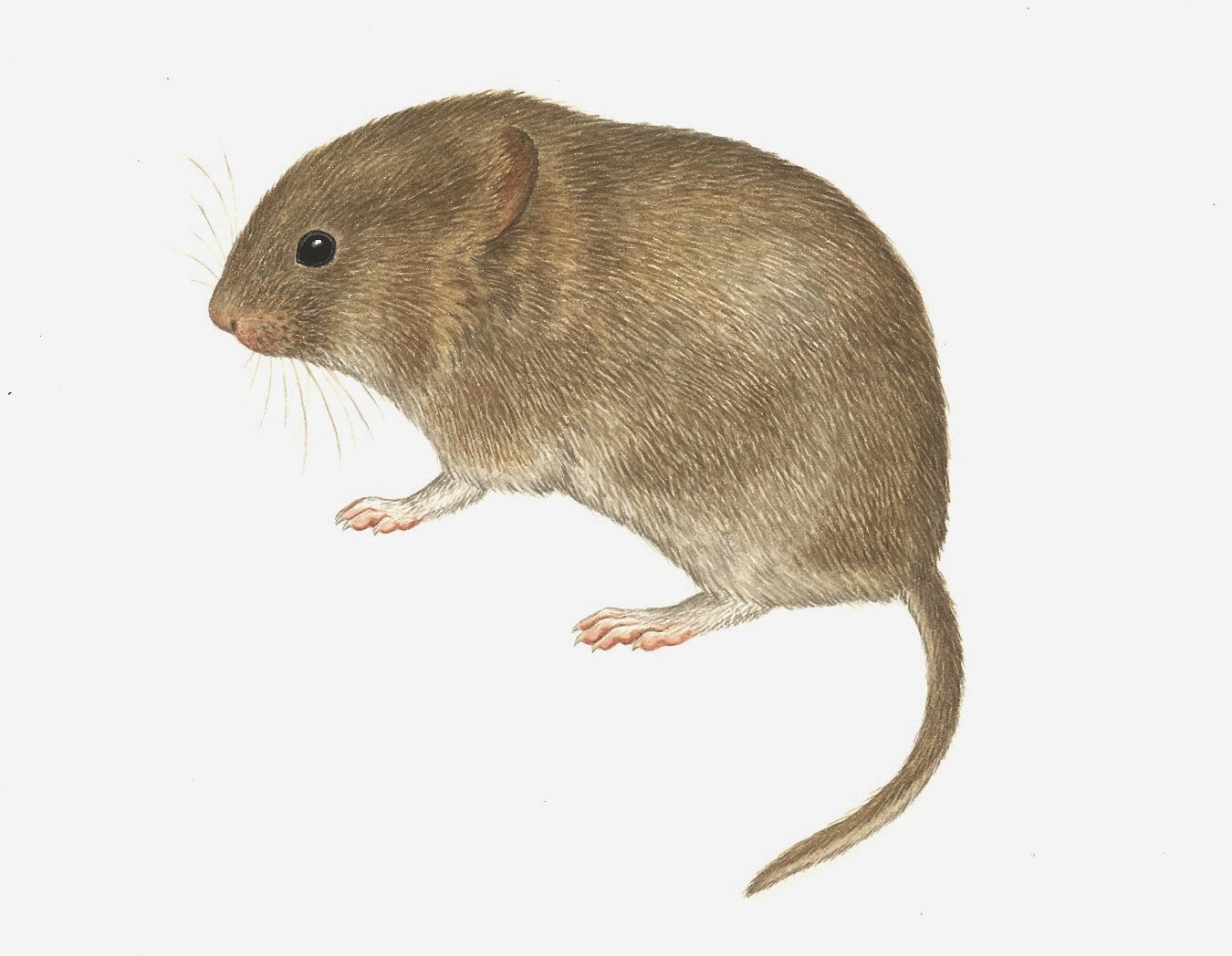 Microtus agrestis: Sistematica, Habitat, Biologia, Ruolo Ecologico ...