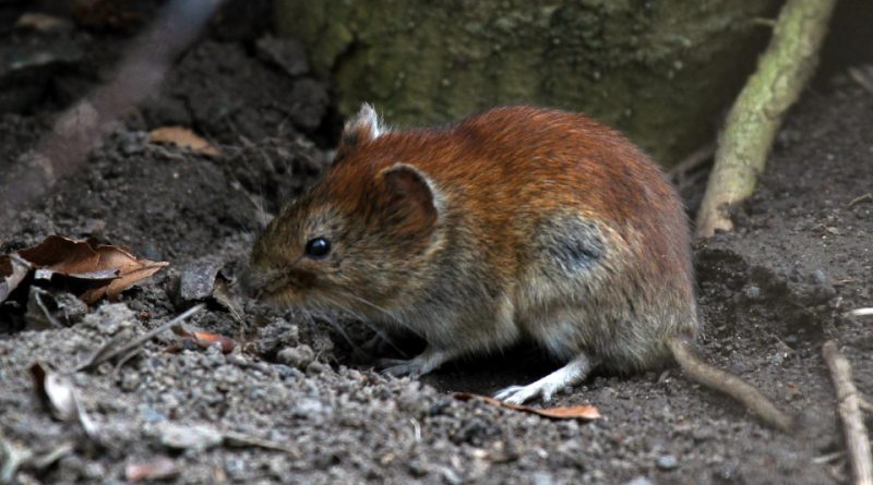 Myodes glareolus: sistemática, hábitat, biología, función ecológica