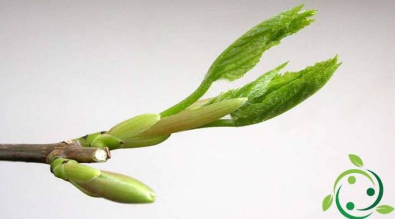 Definition and function of Perulas Archivi - Un Mondo Ecosostenibile