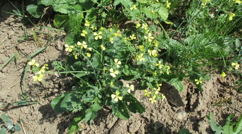 Raphanus raphanistrum: Sistemática, Hábitat, Cultivo...