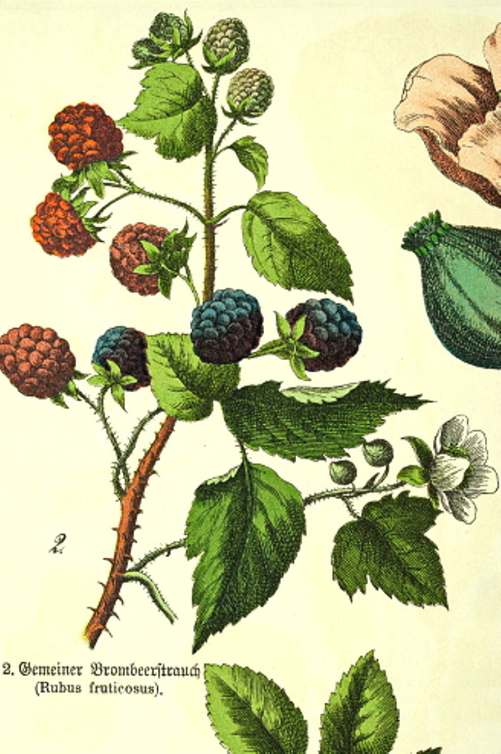 Rubus fruticosus: Systematics, Etymology, Habitat, Cultivation ...