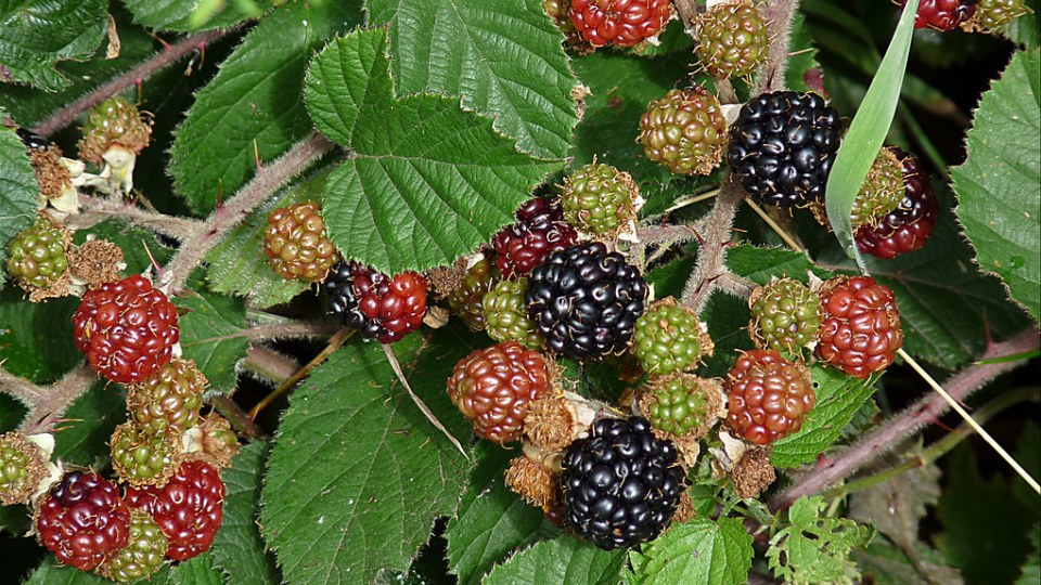 Rubus fruticosus: Sistematica, Etimologia, Habitat, Coltivazione ...