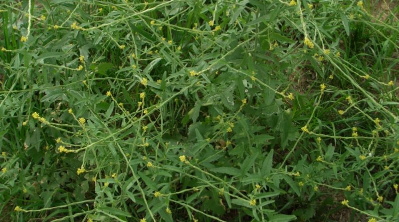 Sisymbrium officinale: Systematics, Habitat, Cultivation ...