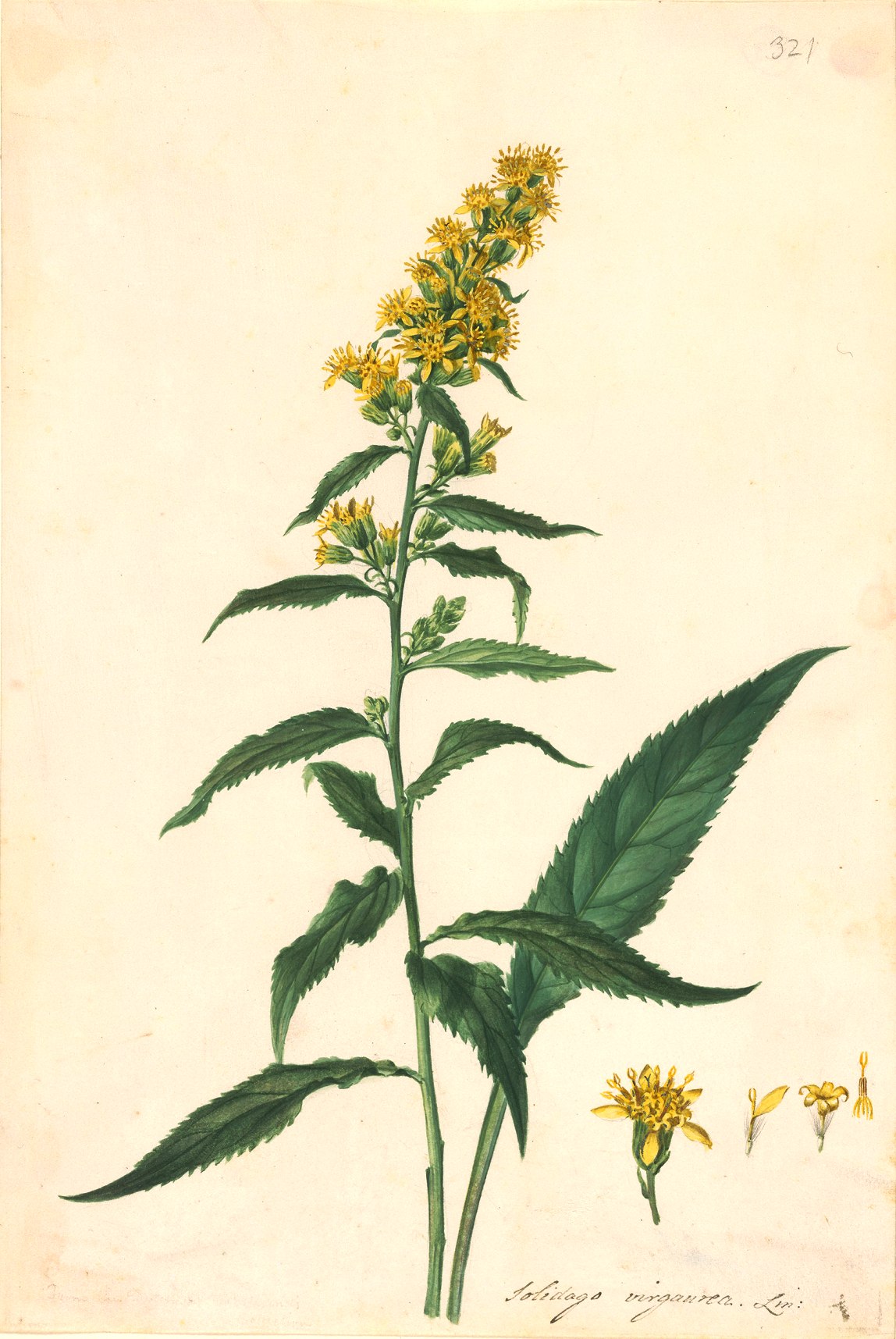 Solidago virgaurea: Systematics, Etymology, Habitat, Cultivation