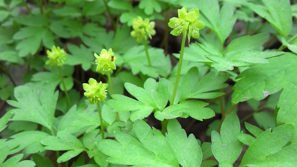 Adoxa moschatellina: Systematics, Etymology, Habitat, Cultivation