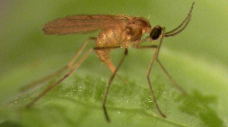 Contarinia nasturtii: Systematics, Habitat, Life cycle, Struggle,