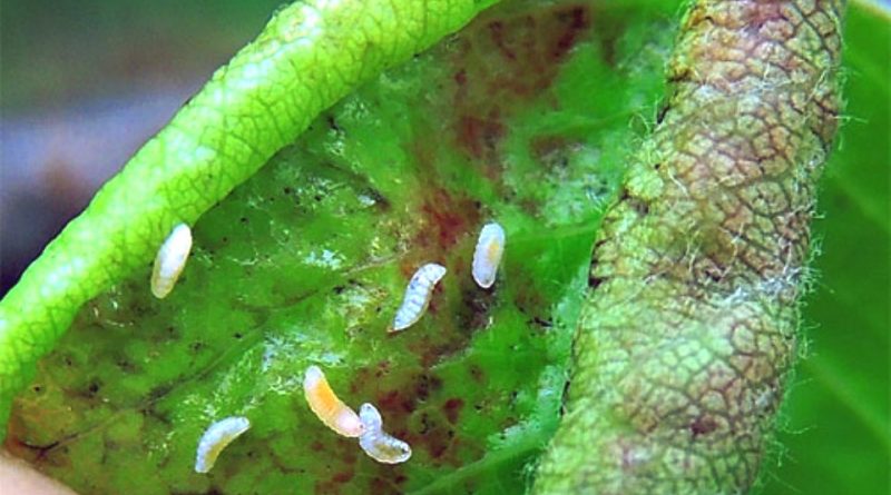 Dasineura pyri: Systematics, Habitat, Life cycle, Struggle,