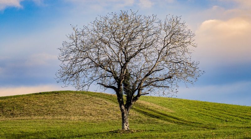 Definición y significado de Deciduous Archivi - An Eco-sustainable World