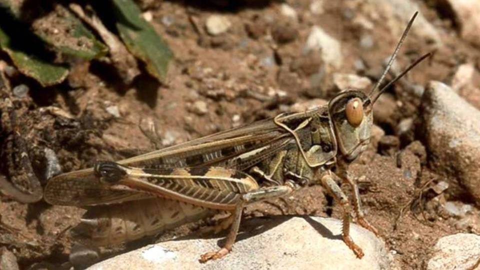 Dociostaurus maroccanus: Systematics, Habitat, Life cycle