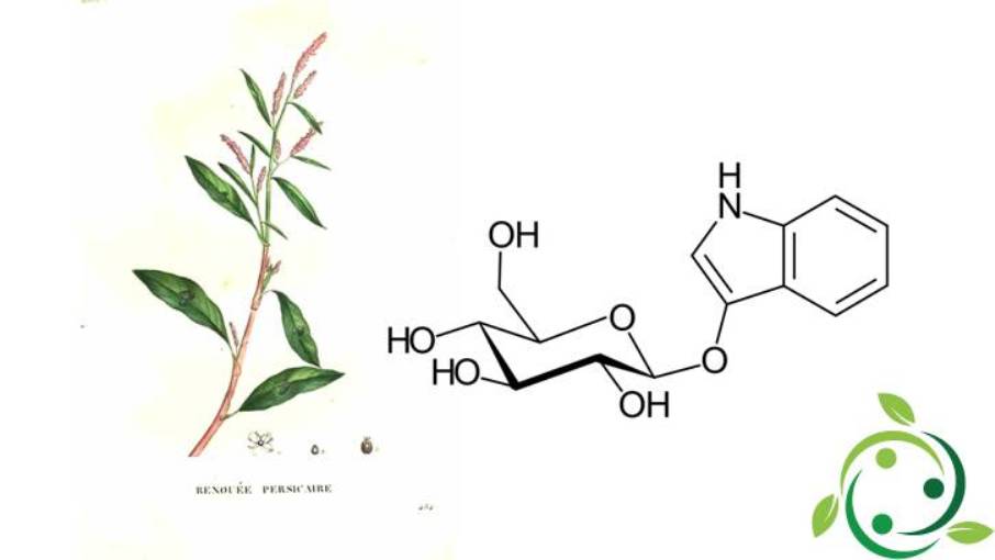 Indican: chemical formula, occurrence in nature, in humans, uses