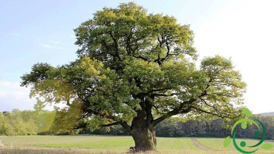 Evergreen plant: definition, meaning, climatic links ...