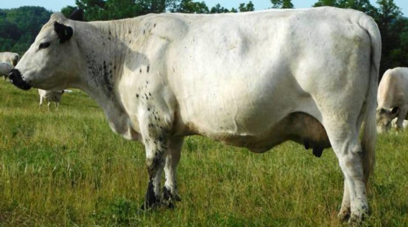 British White: Sistematica, Areale, Attitudine produttiva, Origini ...