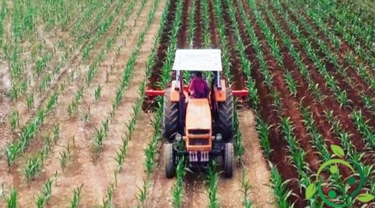 Weeding: meaning, method of execution, objectives, tools