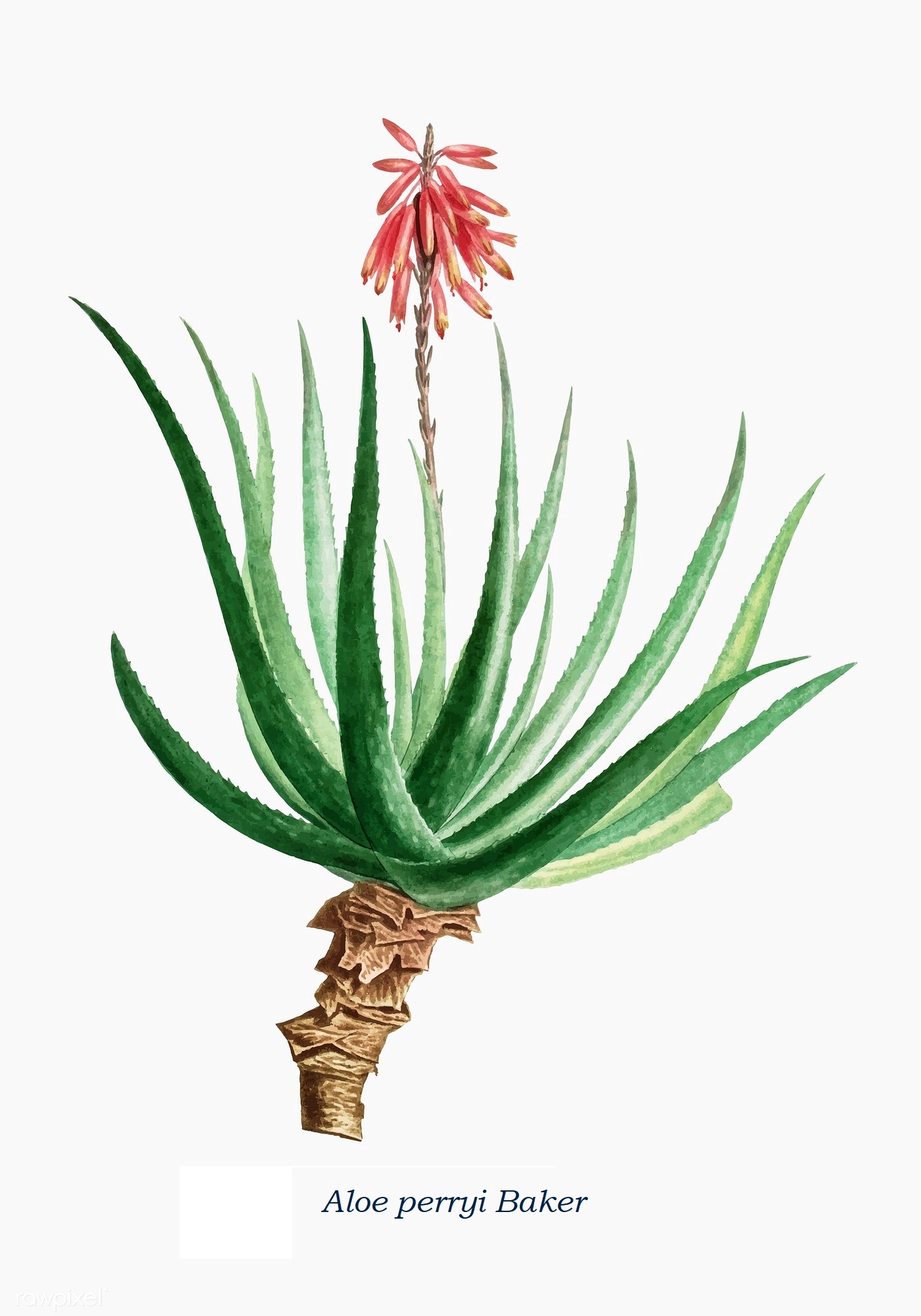 Aloe perryi: Systematics, Etymology, Habitat, Cultivation ...
