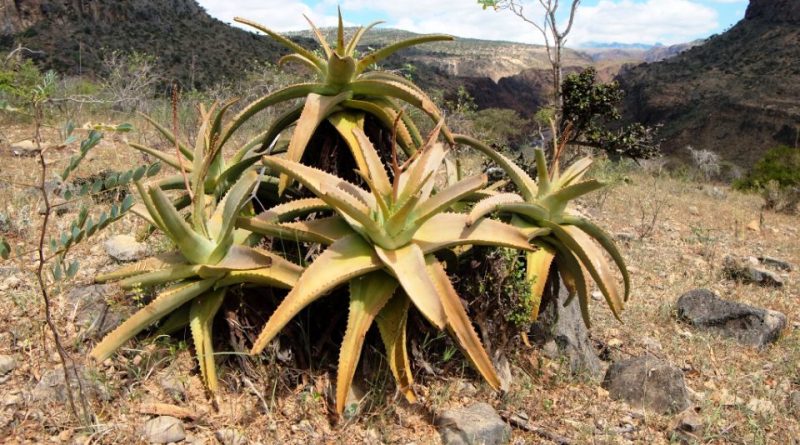 Propiedades y usos del Aloe perryi Archivi - Un mundo ecosostenible