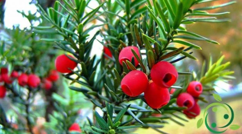 Aril: definition, meaning, morphology, function, characteristics