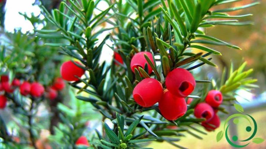 Arilo: definición, significado, morfología, función, características