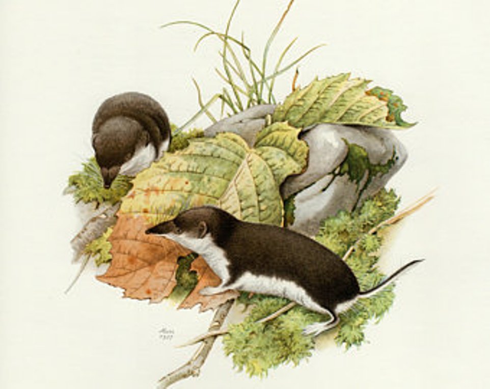 Crocidura leucodon: systematics, habitat, biology, ecological role