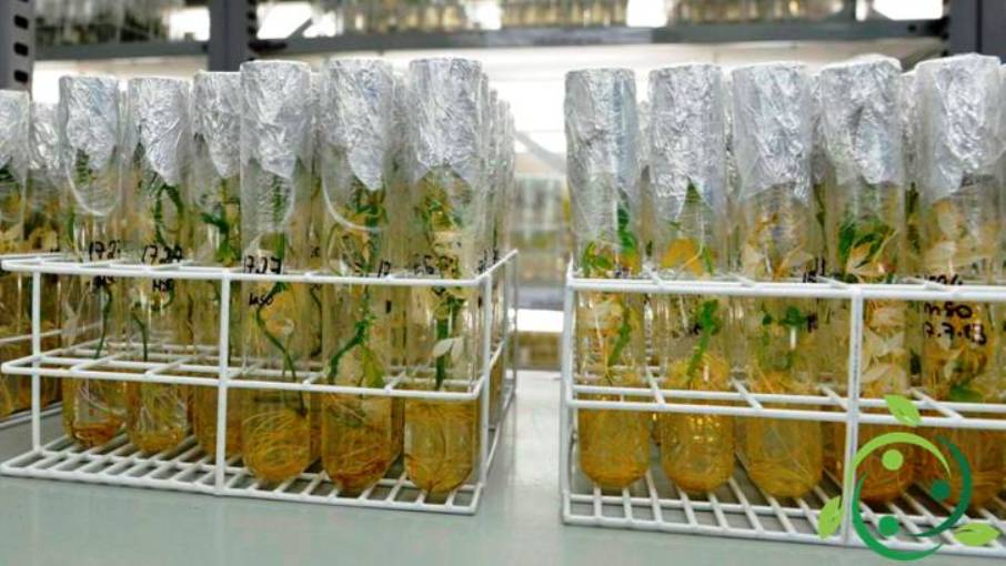 Germplasm: meaning, definition, conservation, convention