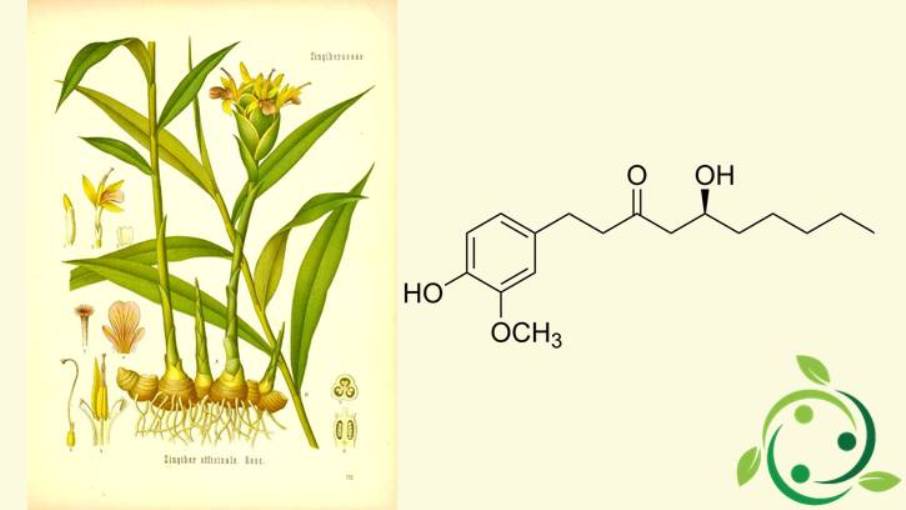 Gingerol: formula, occurrence in nature, properties, uses