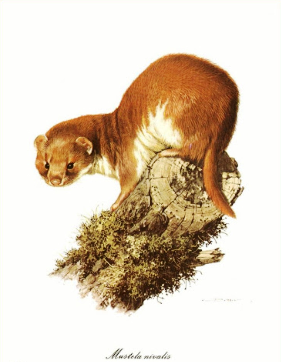 Mustela nivalis: Sistematica, Habitat, Biologia, Ruolo Ecologico ...