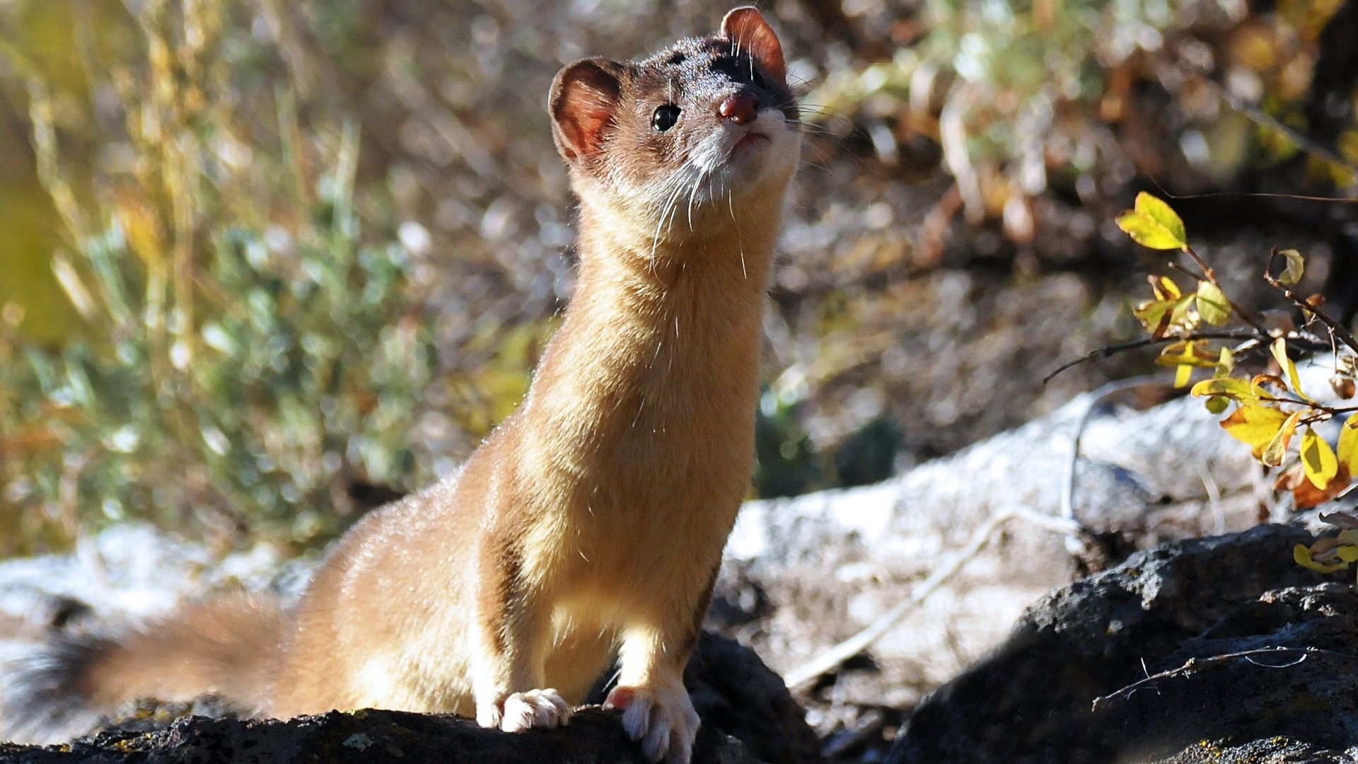 Mustela nivalis: Sistematica, Habitat, Biologia, Ruolo Ecologico ...