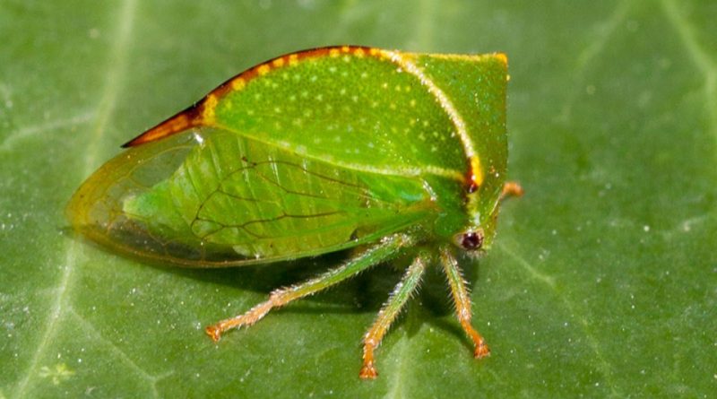Stictocephala bisonia: Systematics, Habitat, Life cycle, Struggle