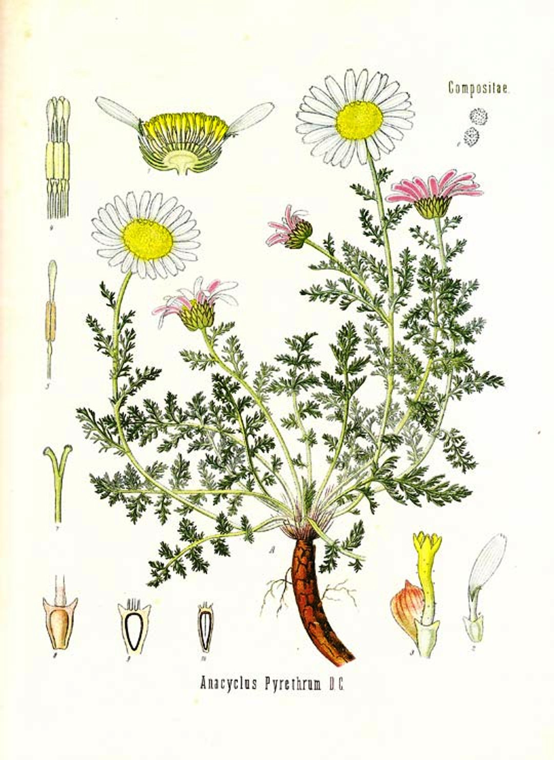 Anacyclus pyrethrum: Systematics, Etymology, Habitat, Cultivation