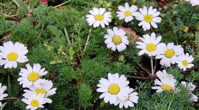 Anacyclus pyrethrum: Systematics, Etymology, Habitat, Cultivation