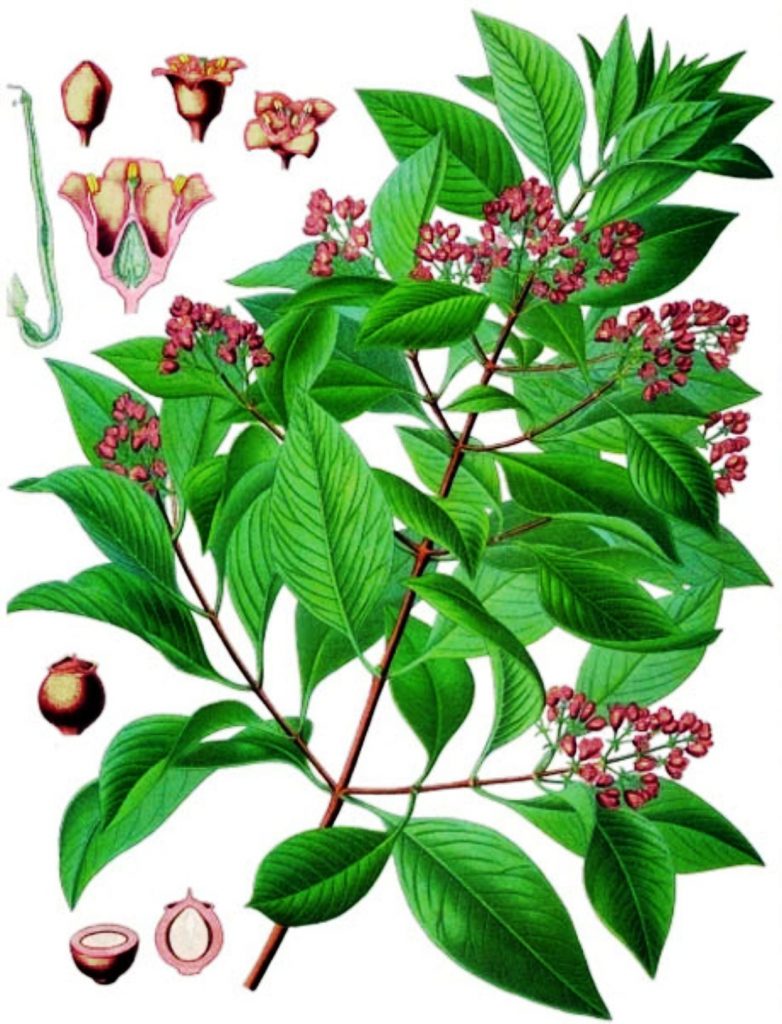 Aniba rosaeodora: Sistemática, Etimología, Hábitat, Cultivo