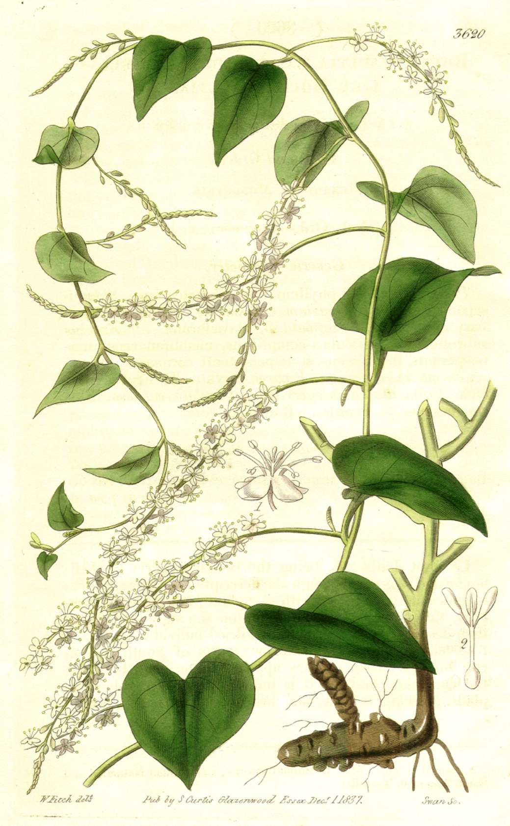 Anredera baselloides: Sistemática, Hábitat, Cultivo