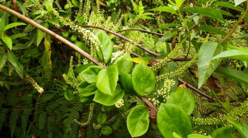 Usos y características de Anredera baselloides Archivi - An Eco ...