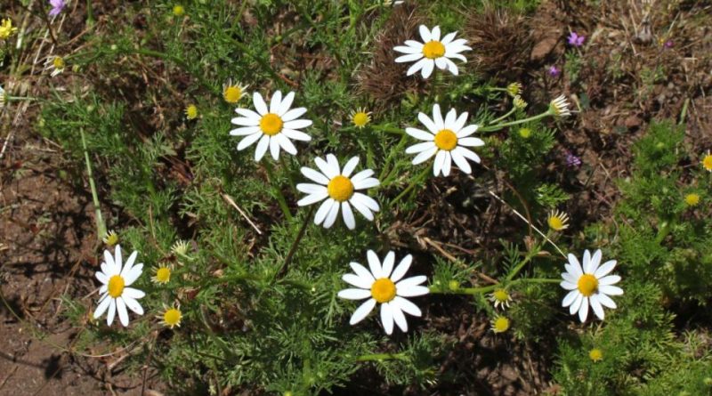 Anthemis cotula: Systematics, Etymology, Habitat, Cultivation ...