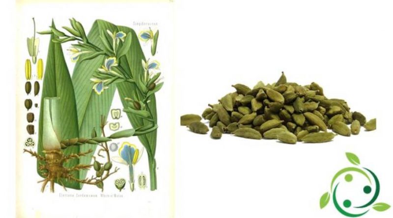 Cardamom: Origins, History, Description, Gastronomic Use ...