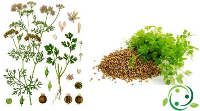 Coriandolo: Origini, Storia, Descrizione, Uso Gastronomico ...