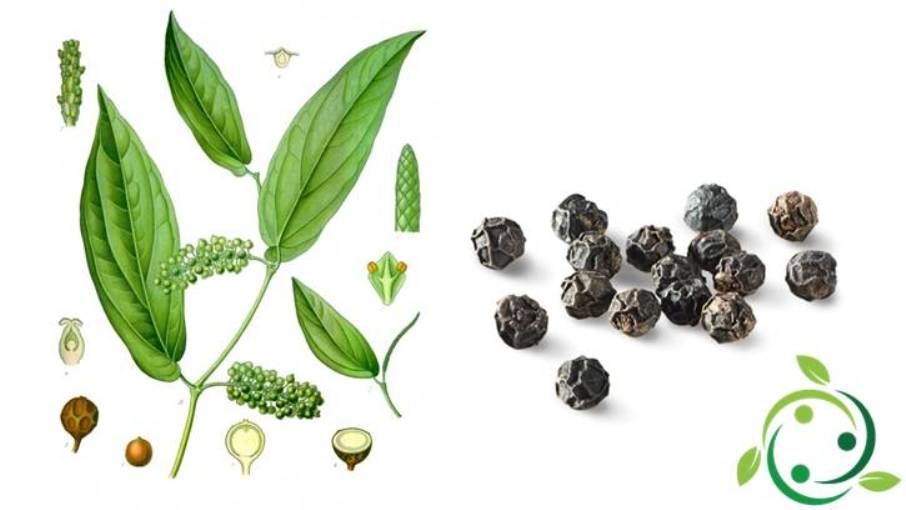 Cubeb: Origins, History, Description, Gastronomic Use ...