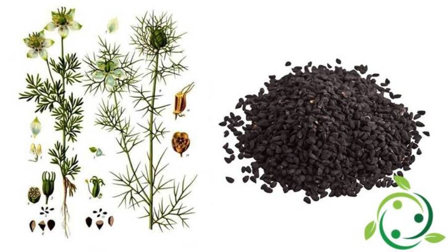 Black cumin: Origins, History, Description, Use in cooking ...